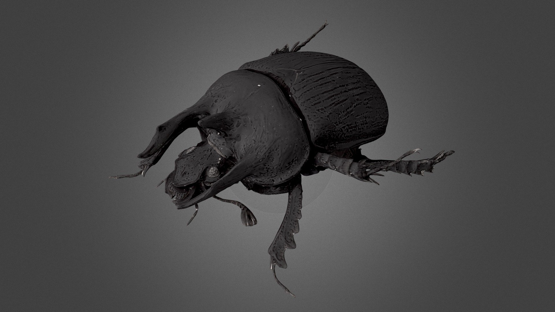 Typhaeus typhoeus - Download Free 3D model by Digital Archive of ...