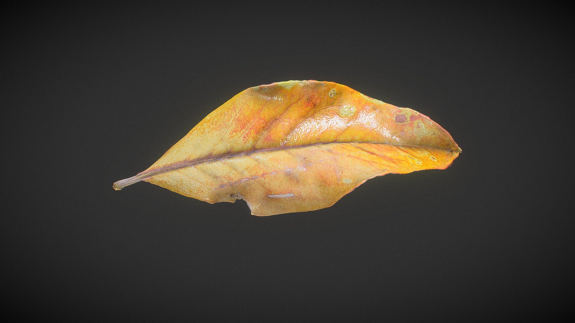 Leaf-fall 01 - Buy Royalty Free 3D model by optimuscan [942af33 ...