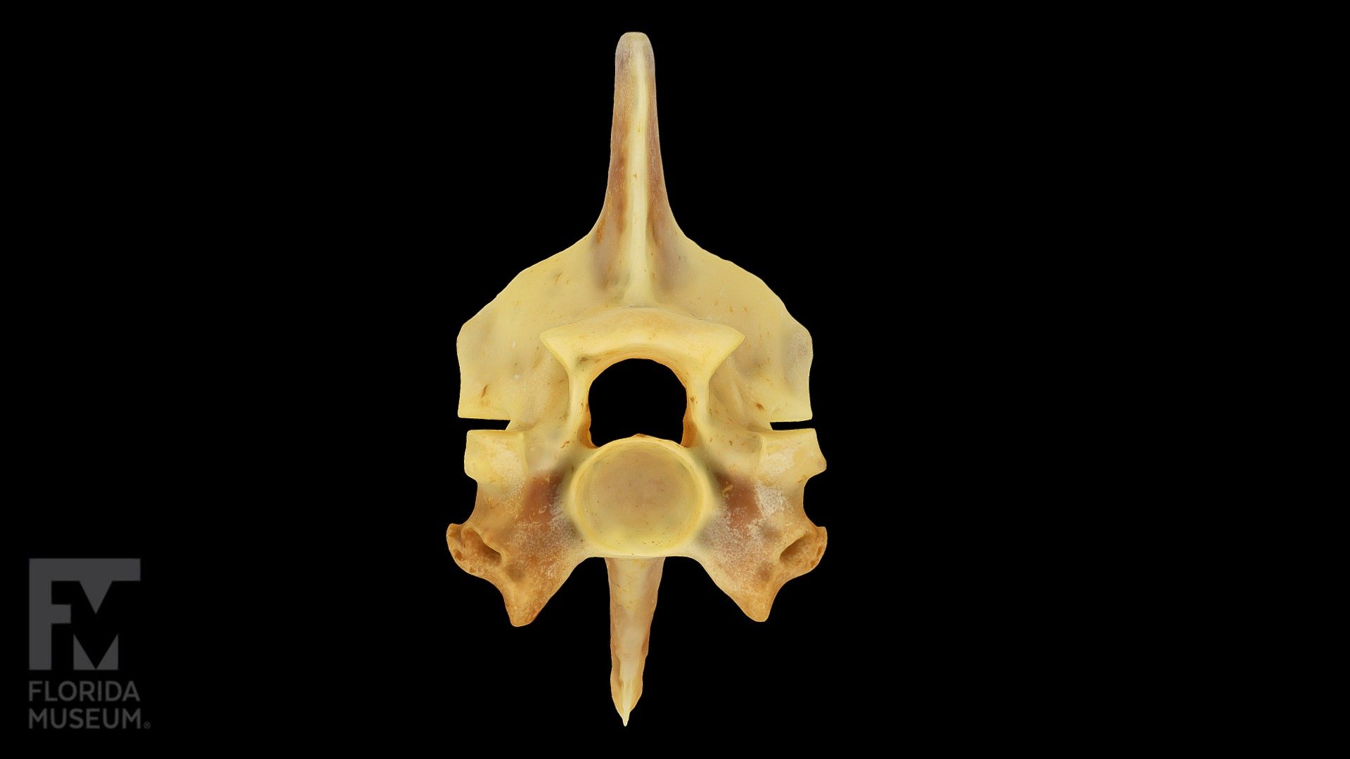 Cervical vertebra of a Reticulated Python - Download Free 3D model by ...