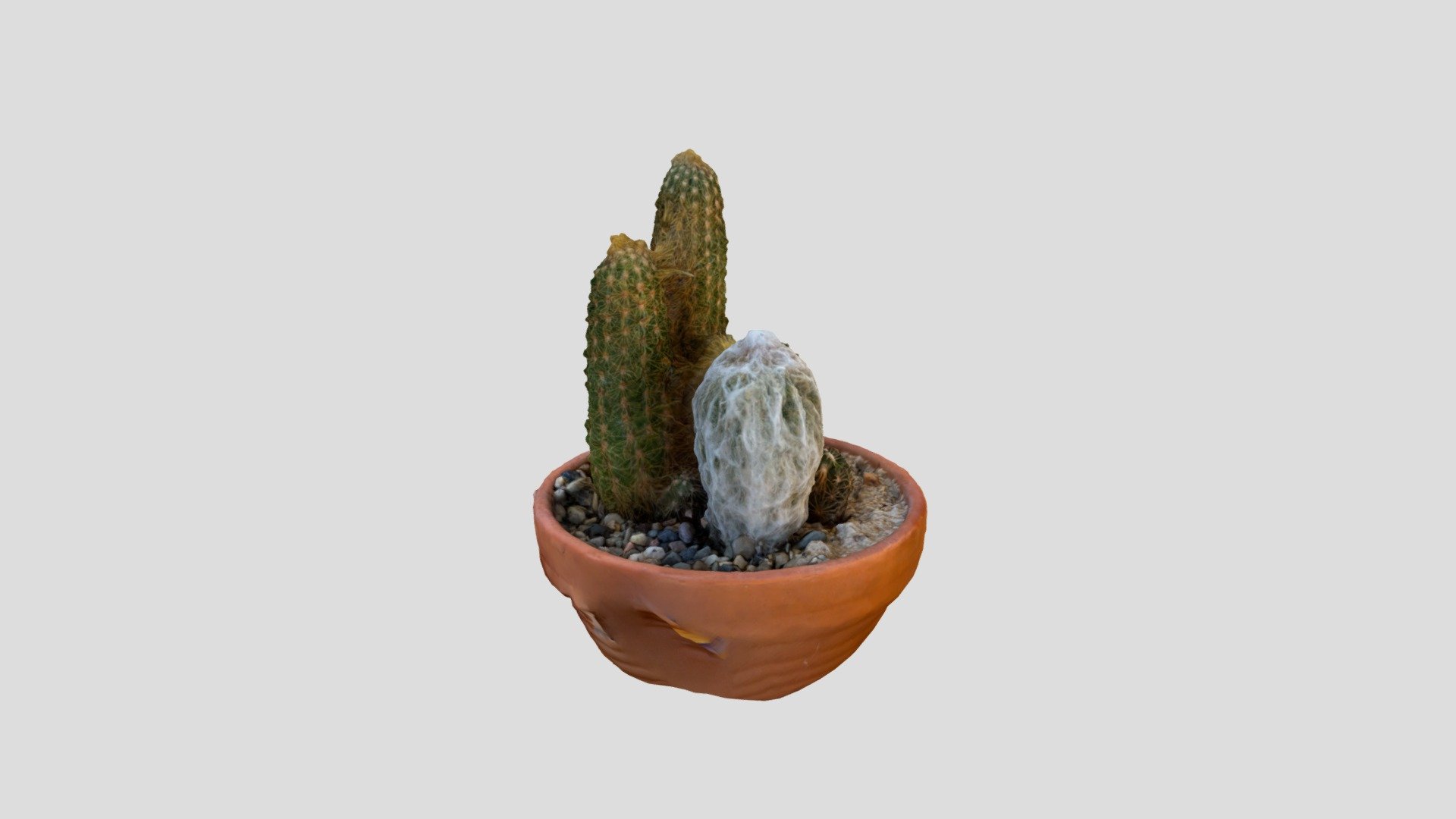 cactus - Download Free 3D model by louisberg [94332ab] - Sketchfab