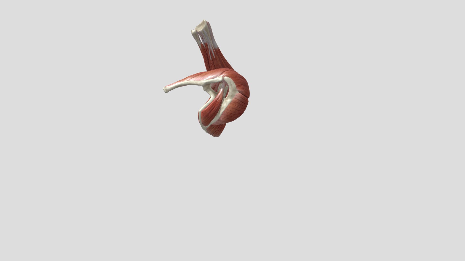 Arm Muscles - 3D model by olwethu990 [943a8bc] - Sketchfab