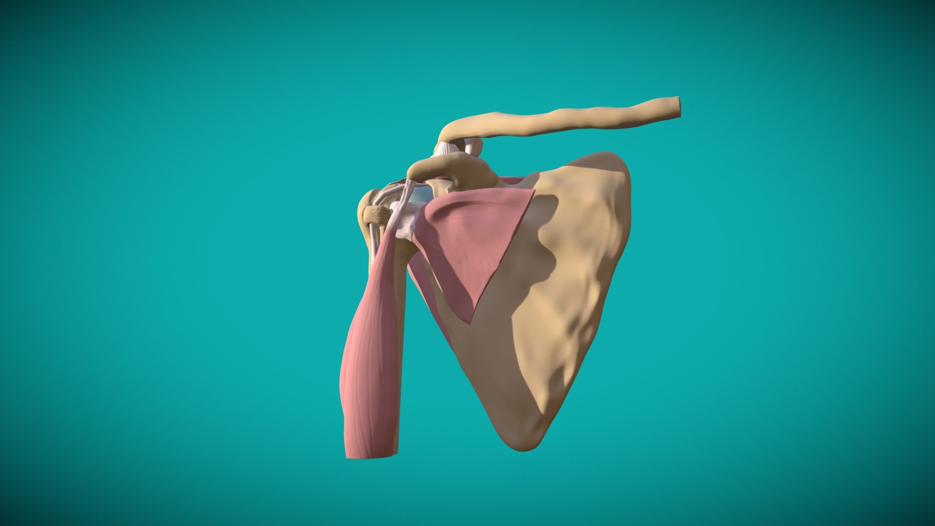 Shoulder Joint - 3D model by University of Dundee, CAHID (@anatomy ...