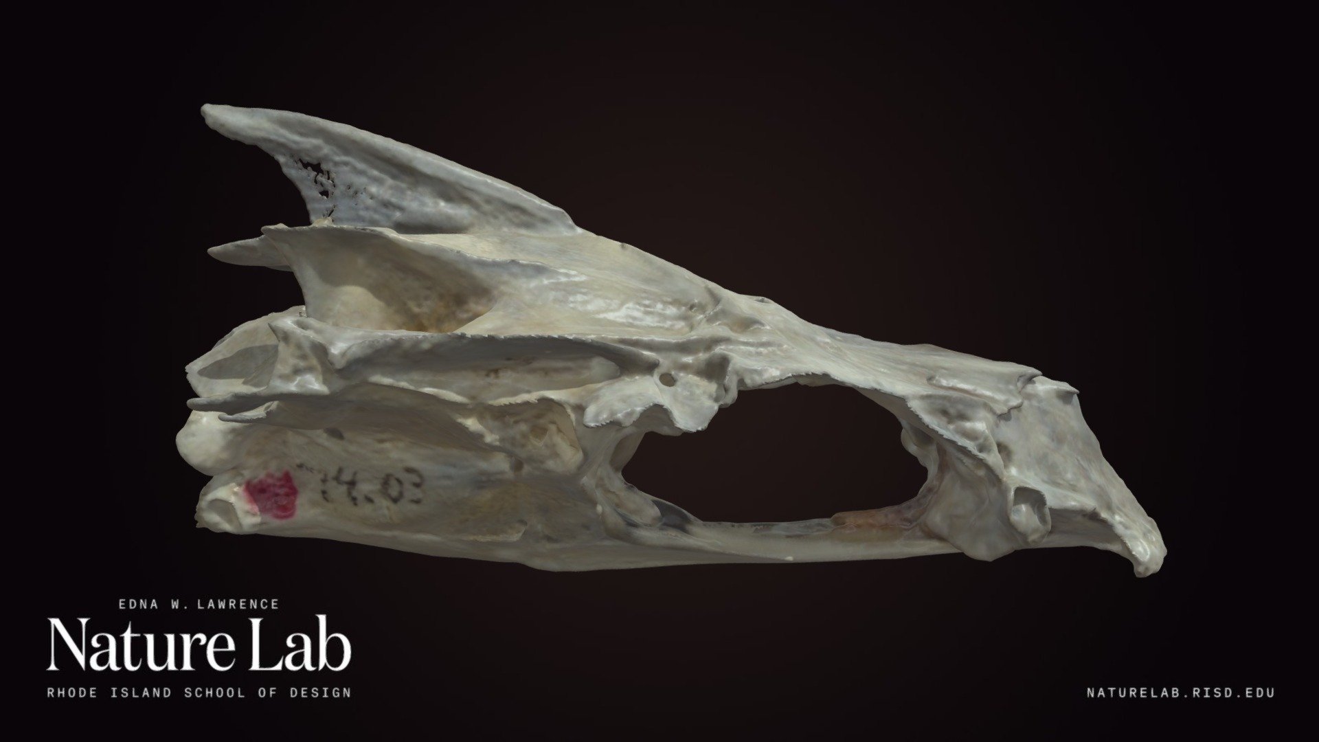 Partial Fish Skull - Download Free 3D model by RISD Nature Lab ...