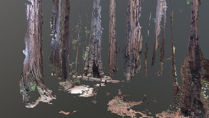 Redwoods 3D models - Sketchfab