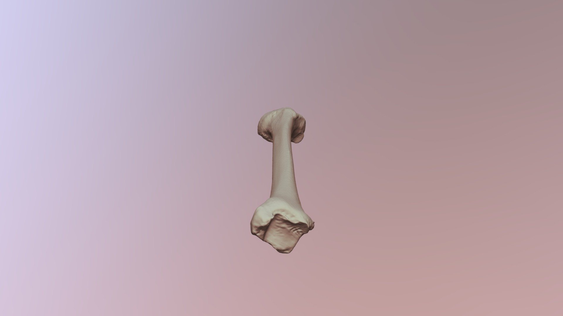 Human Tibia - University of Oklahoma Anatomy - 3D model by bobbyreed ...