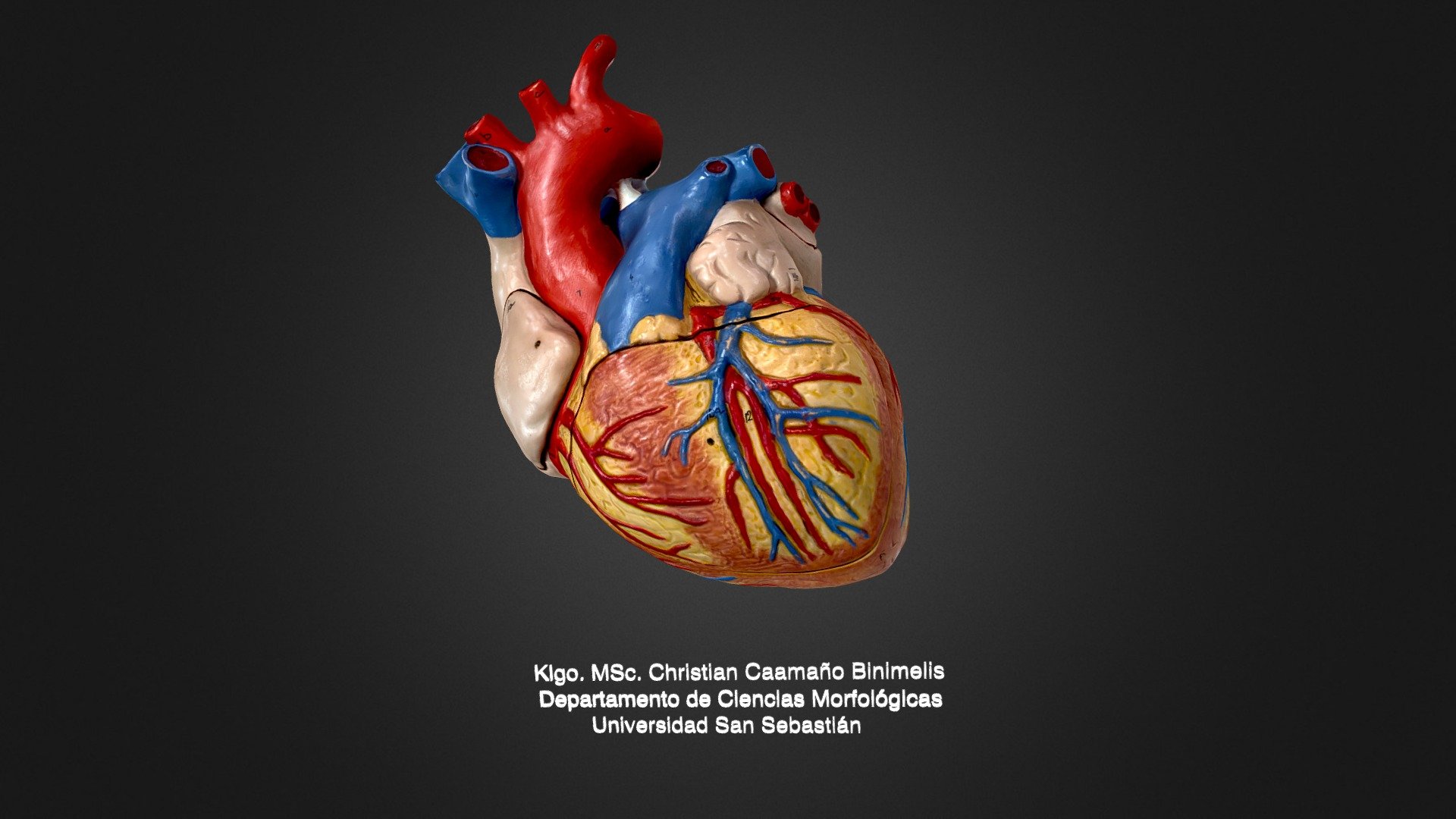 Corazón - 3D model by Klgo. MSc. MBA. Christian Caamaño Binimelis ...