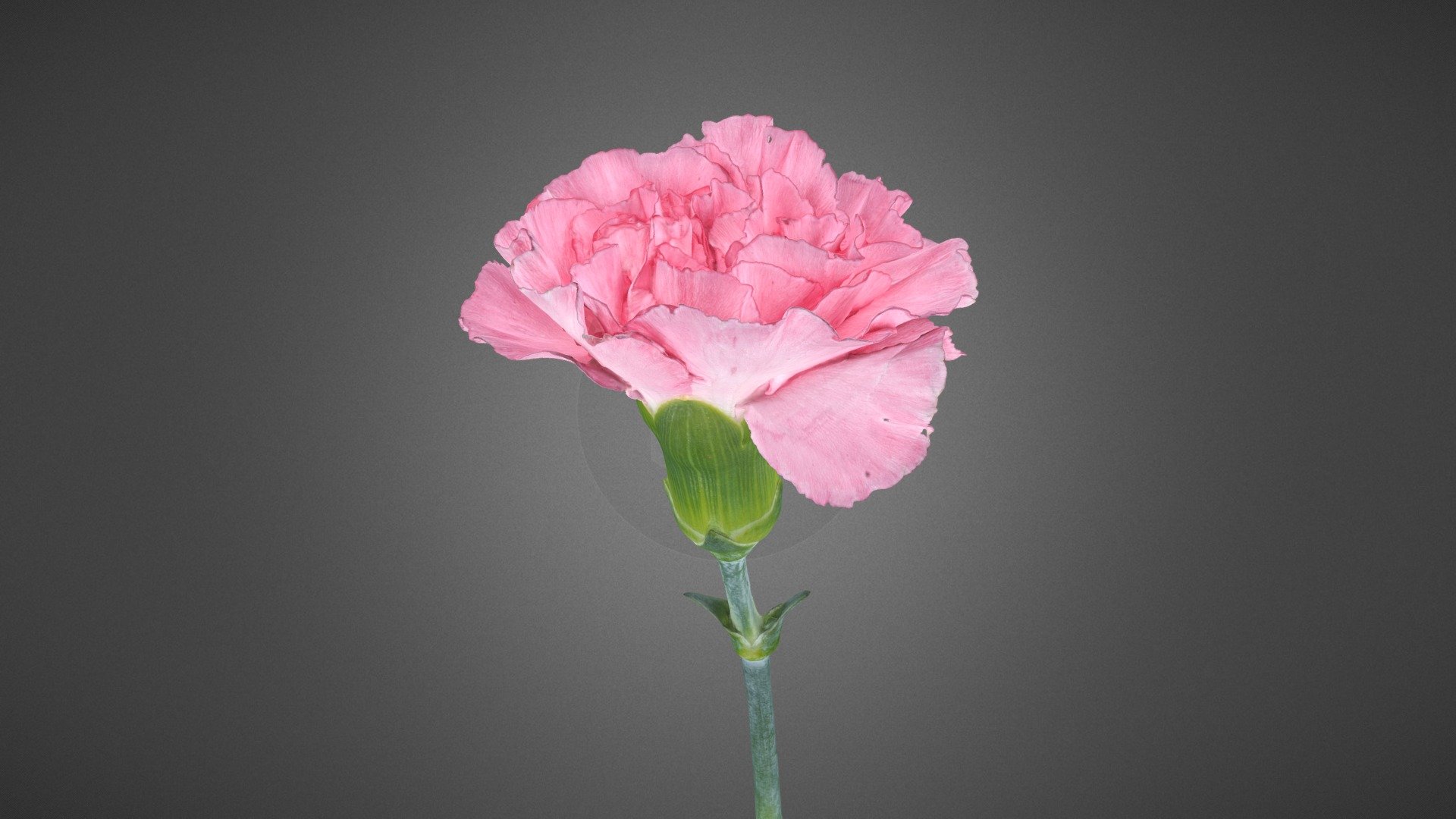 Carnation - 3D model by Yu (@FFT_kedar) [9468c13] - Sketchfab