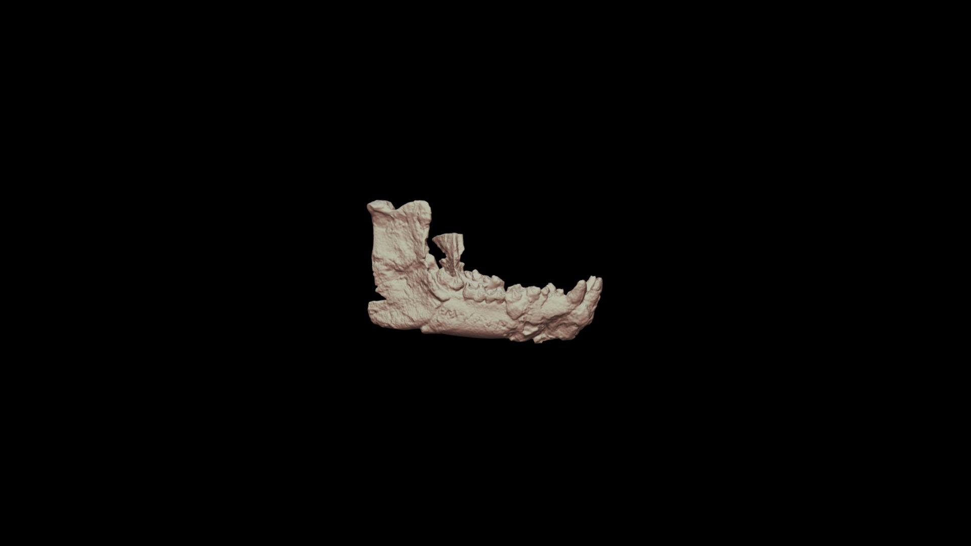 Simpsonotus Mandibula - 3D model by Museo de La Plata, Argentina ...