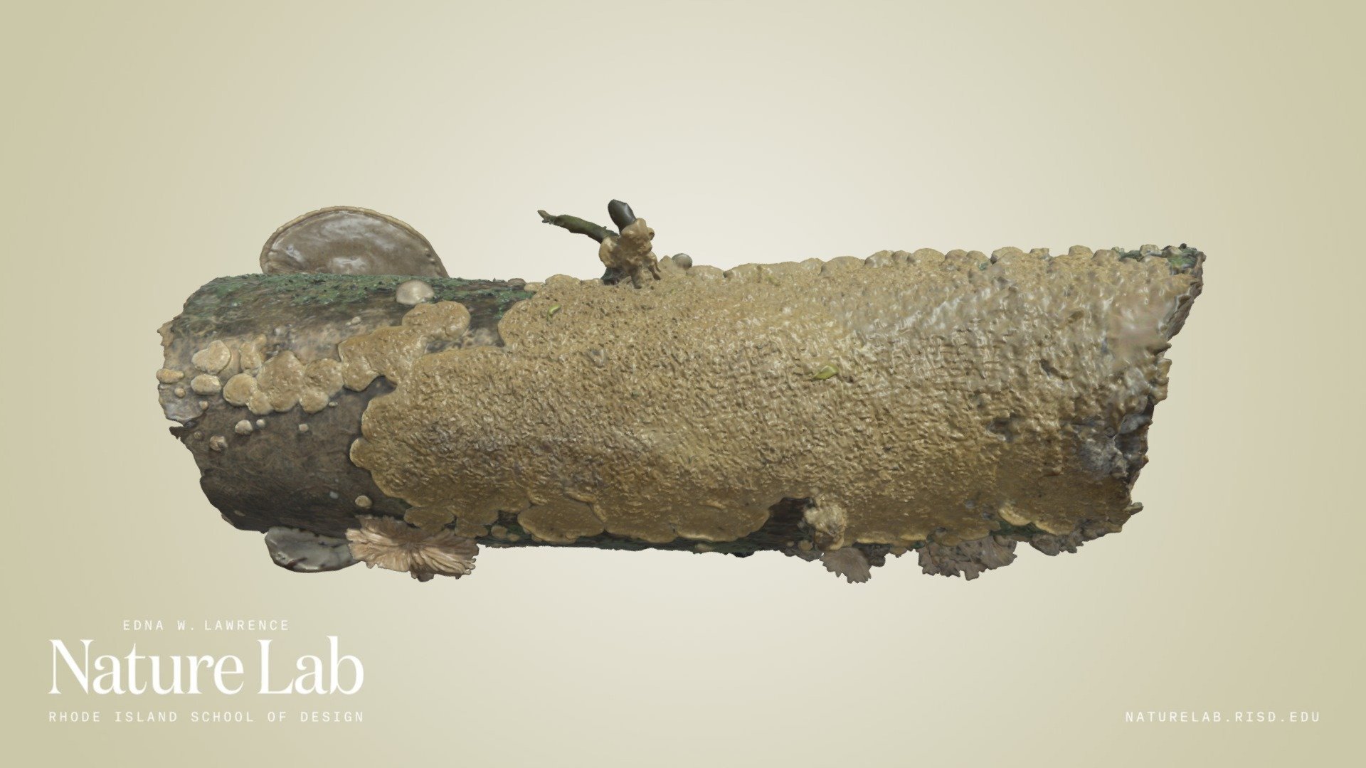Log with Mushroom and Lichen - Download Free 3D model by RISD Nature ...