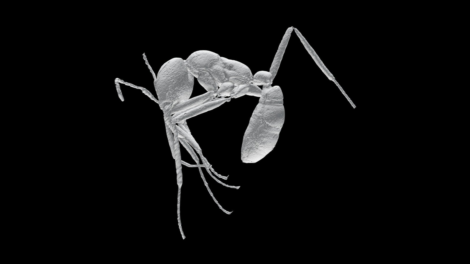 Dorylus nigricans molestus - 3D model by Entomology Group Uni Jena ...
