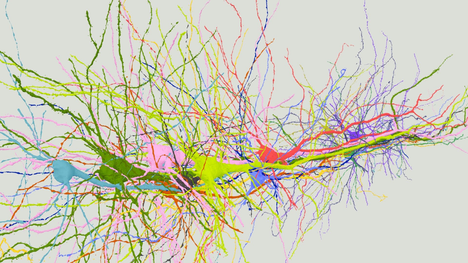 Pyramidal Neurons - 3D model by Quanta Magazine (@quantamagazine ...