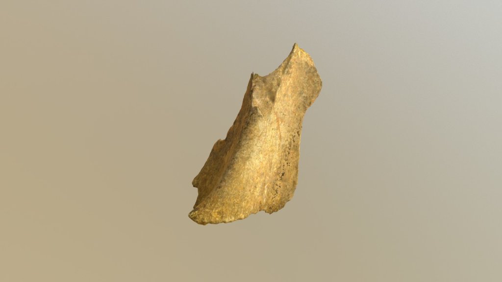Pig Femoral Fragment (VCU_3D_2770) - Download Free 3D model by Virtual ...