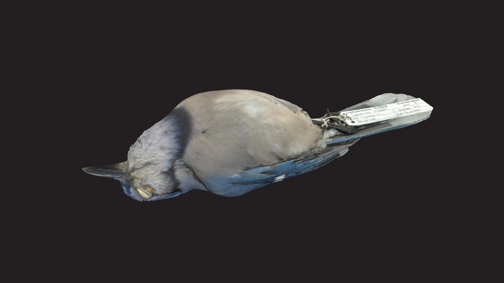 Blue-jay 3D models - Sketchfab