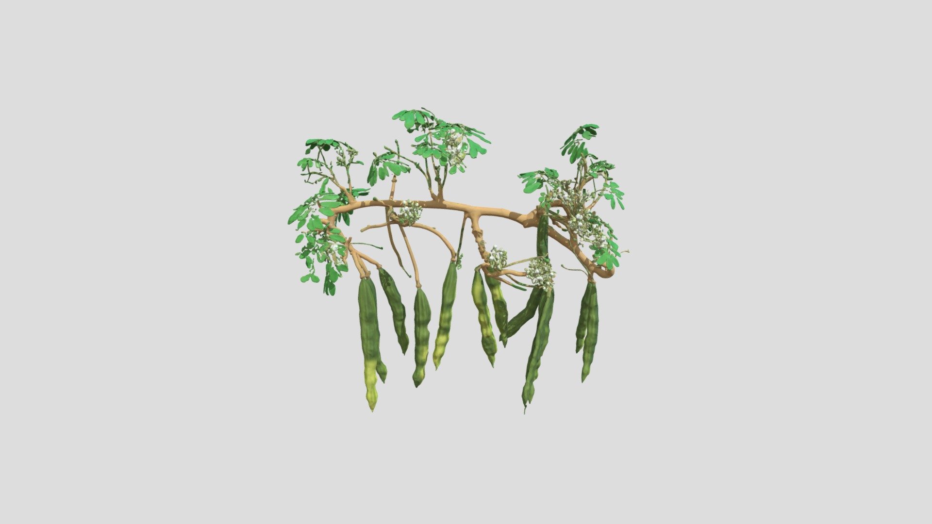 Moringa Tree - 3D model by Rakt_3002 [948e142] - Sketchfab