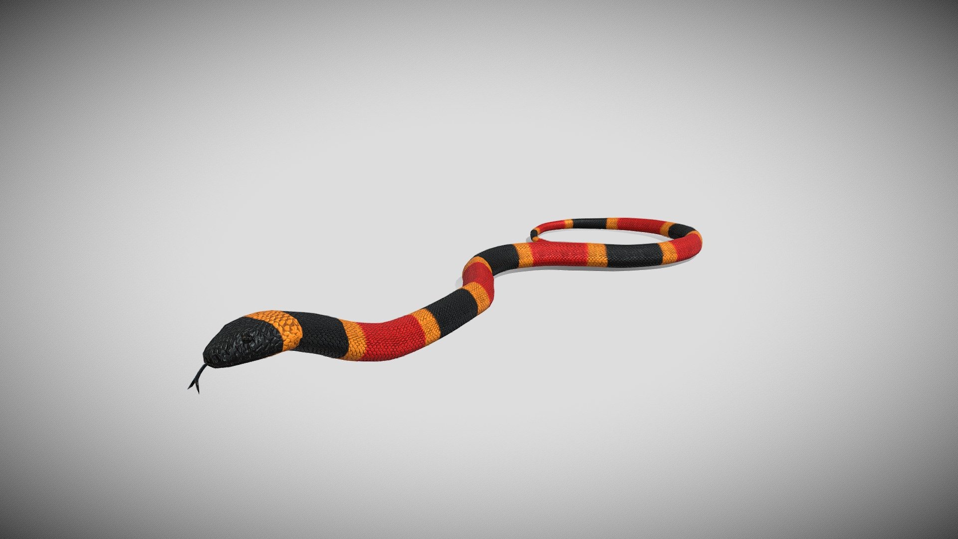 Medhue Coral Snake - Buy Royalty Free 3D model by Medhue (@Medhue1 ...