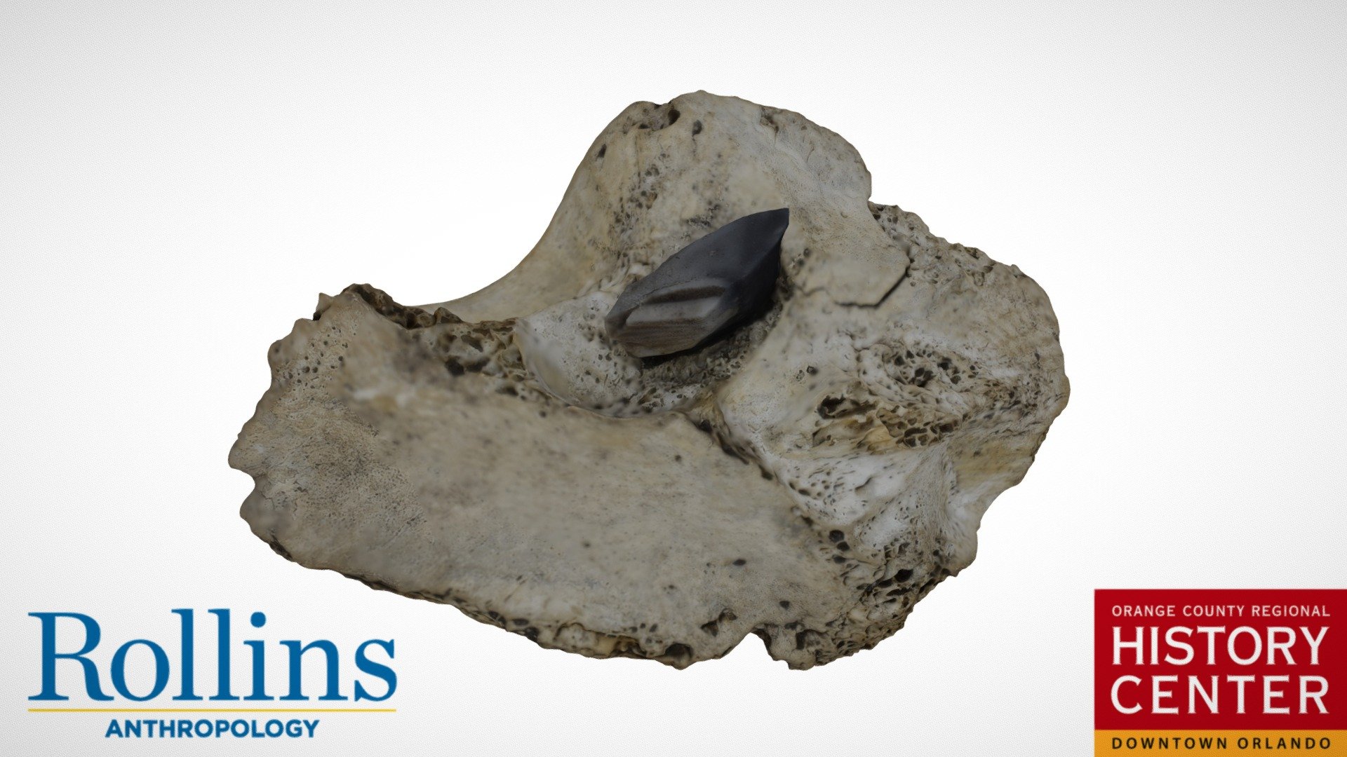 Bone with Embedded Stone Projectile Point - Download Free 3D model by ...
