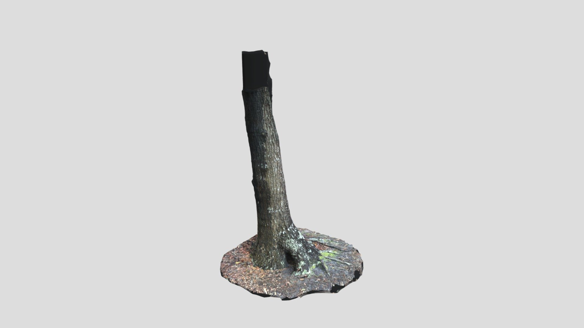 Swamp Tree Base With Hole - Download Free 3D model by cas.saxe [949431f ...