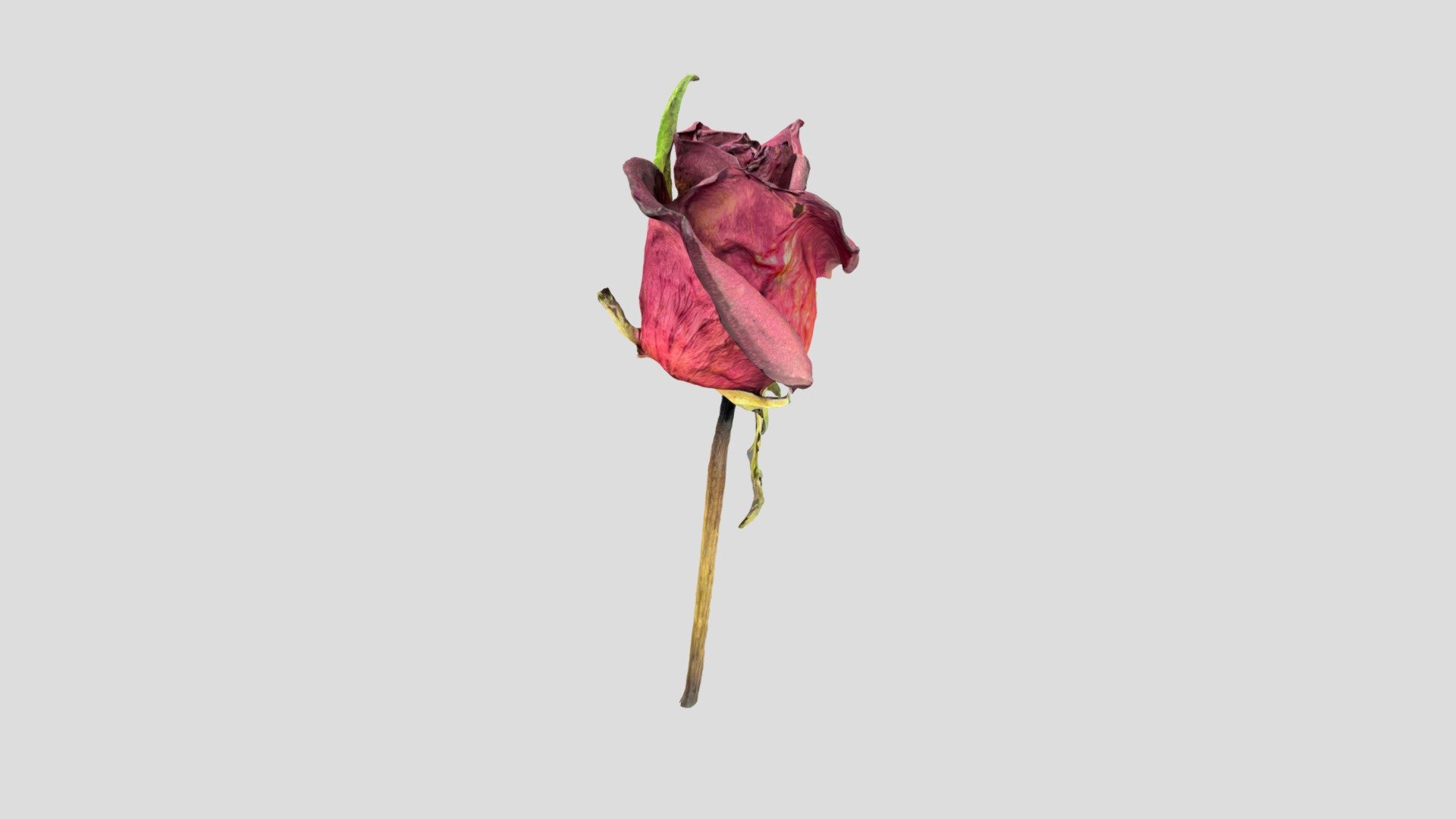 Dried rose - Download Free 3D model by Zisheng Huang (@zishenghuang ...