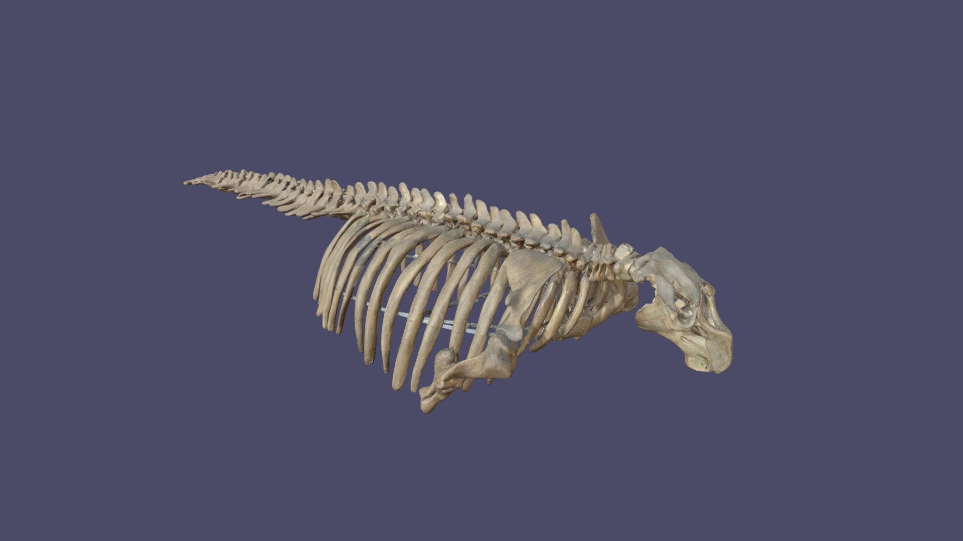 Hydrodamalis gigas skeleton - Download Free 3D model by ...