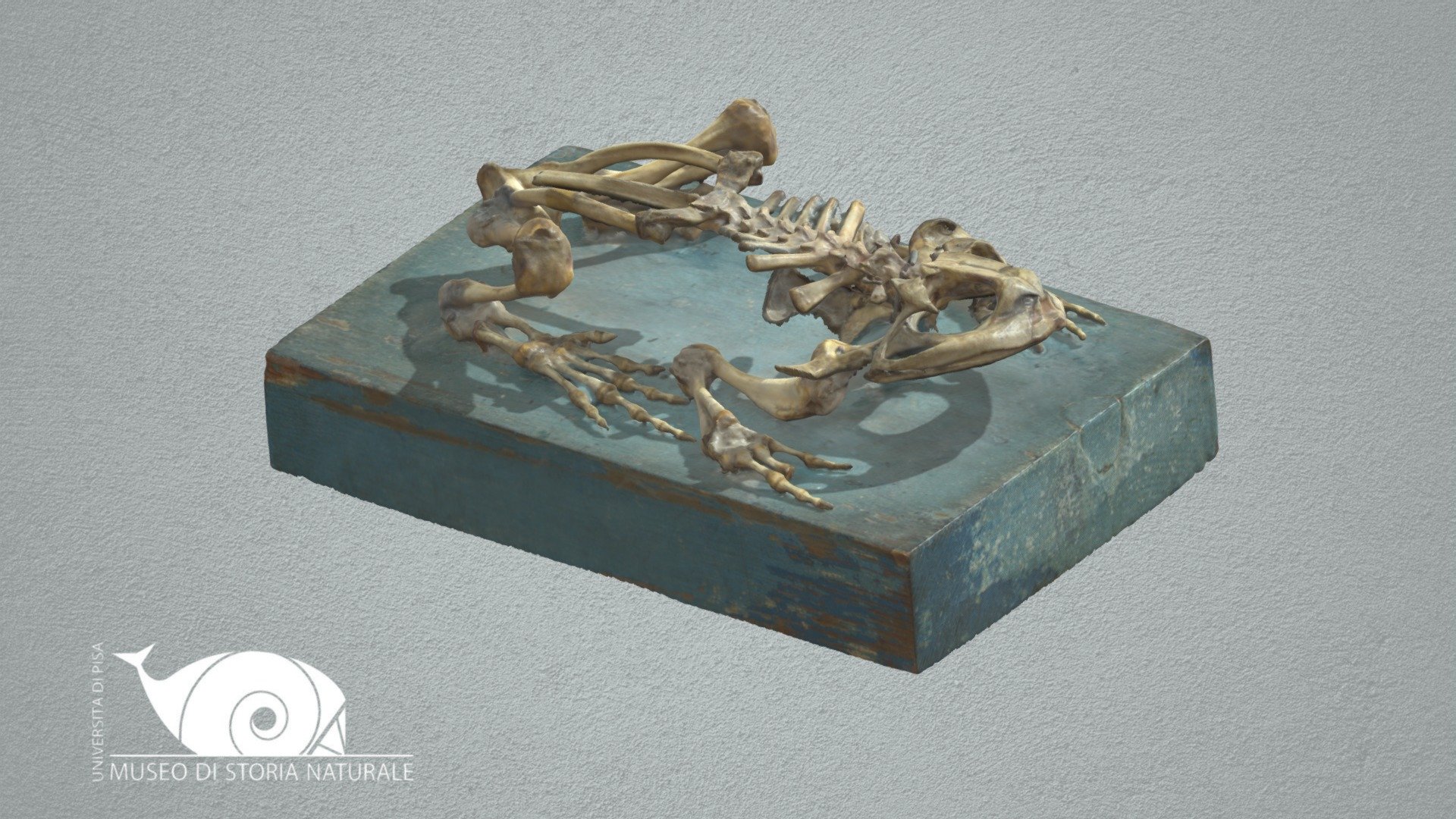 Common toad - 3D model by Natural History Museum, University of Pisa ...