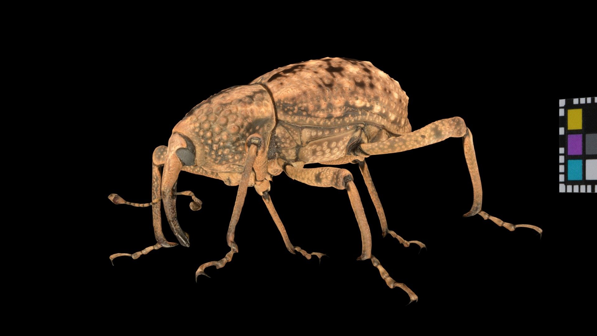 CC0 オオゾウムシ Giant Weevil, Sipalinus gigas - Download Free 3D model by ffish.asia / floraZia.com ...