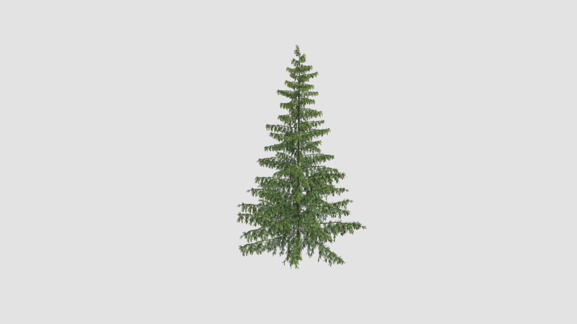 Pinus Plant - Buy Royalty Free 3D model by Evermotion [94ab4ac ...