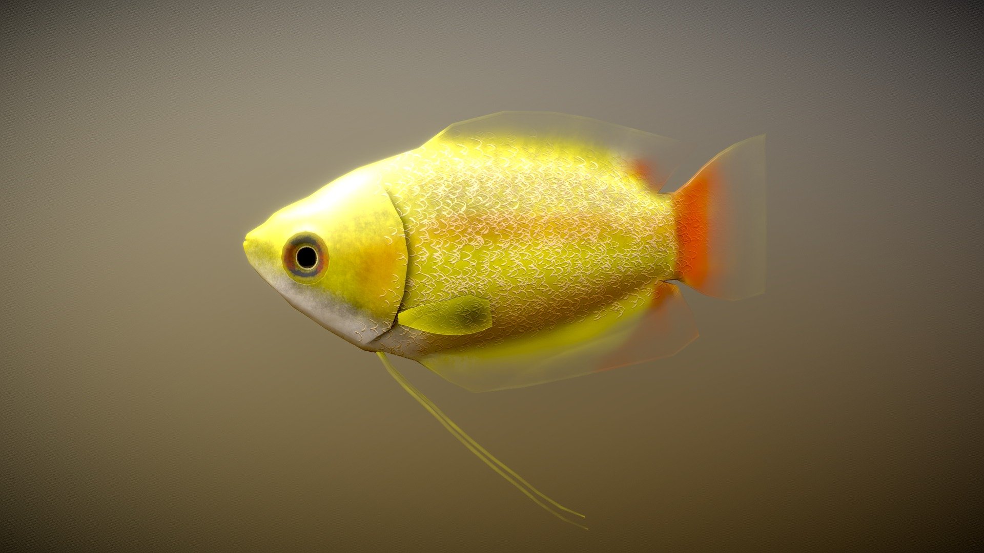 Golden honey dwarf gourami | Fish Animation - 3D model by sheepcat ...