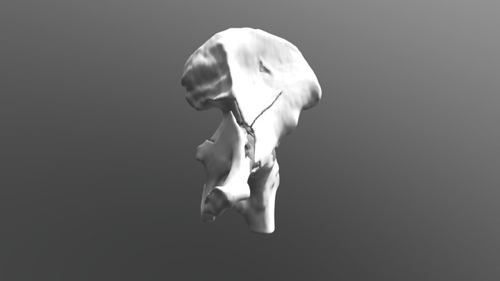Ileum 3D models - Sketchfab