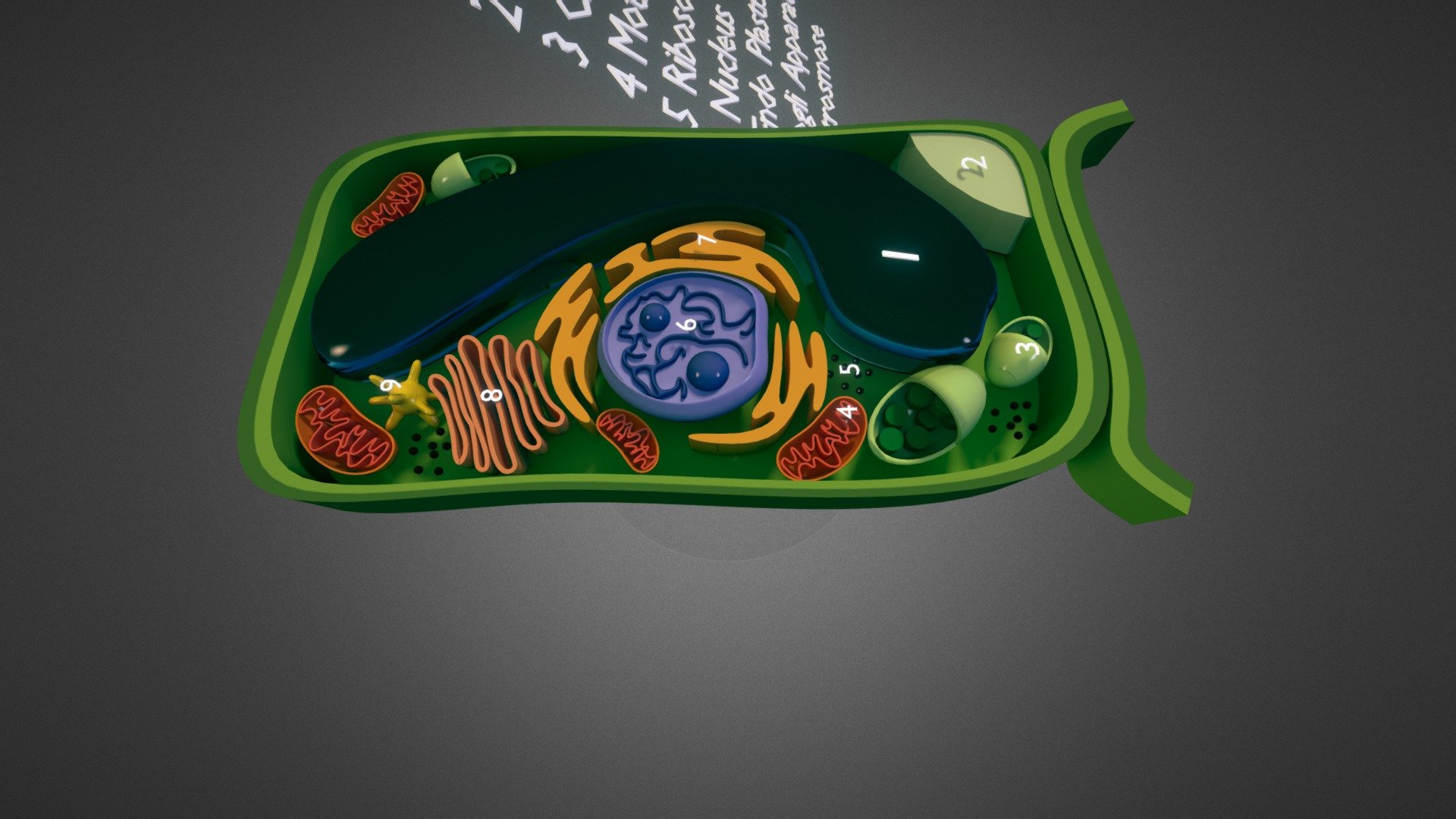 Bio Plant Cell Project v3 - 3D model by BreadPixel [94b58f7] - Sketchfab