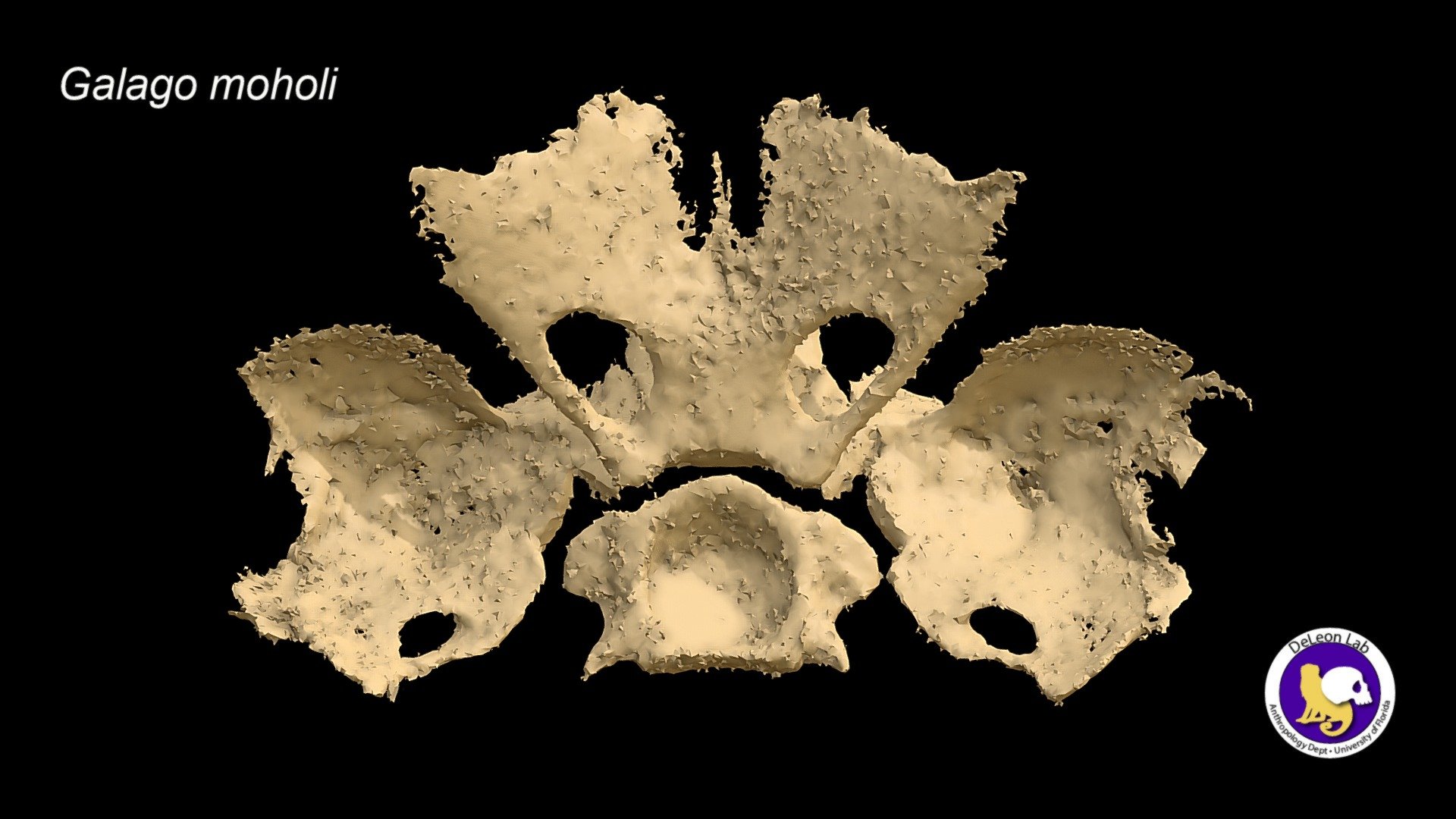 Sphenoid (newborn Galago moholi) - 3D model by DeLeon Lab in UF ...