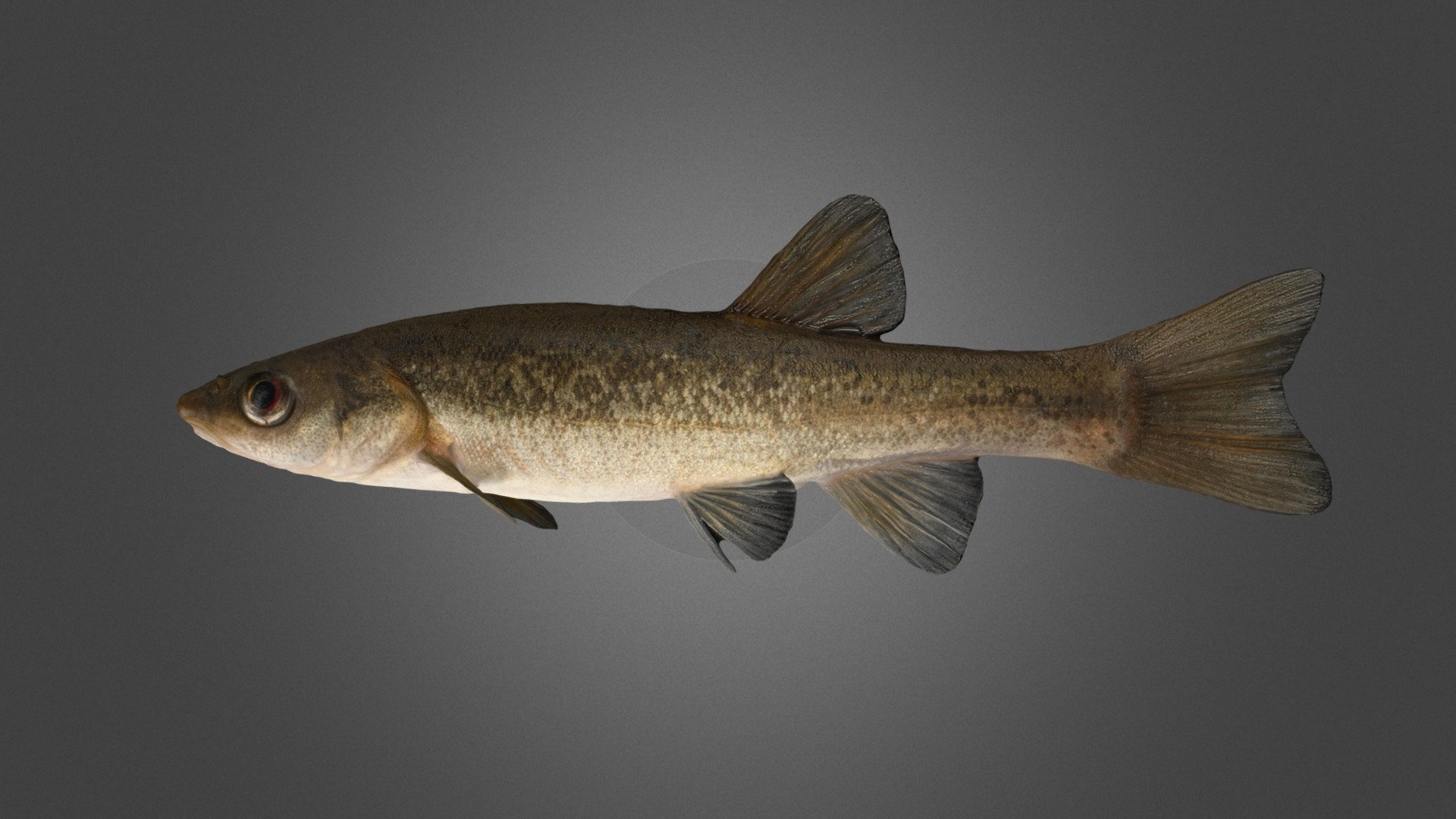 タカハヤ 🐟 ♀ Amur Minnow, R. oxycephalus jouyi - Download Free 3D model by ...