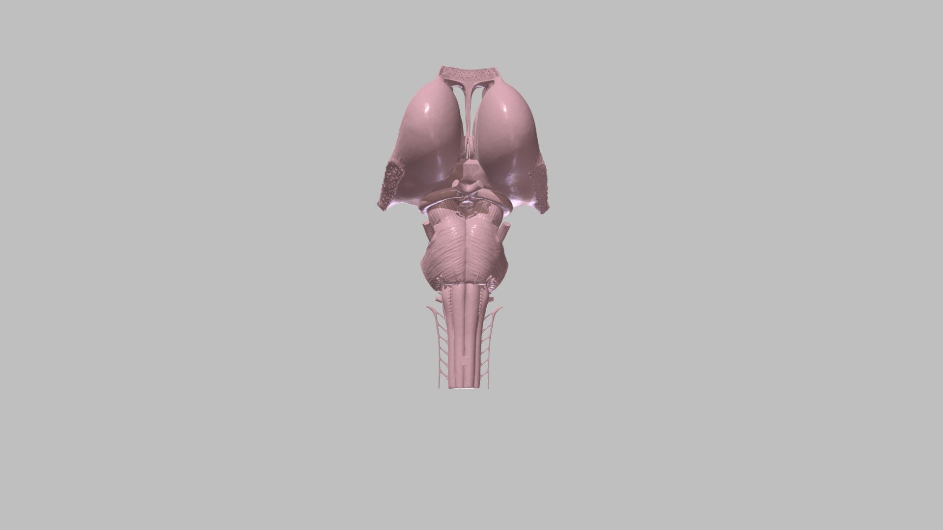 Brainstem - Buy Royalty Free 3D model by macdo219 [94c04e7] - Sketchfab Store