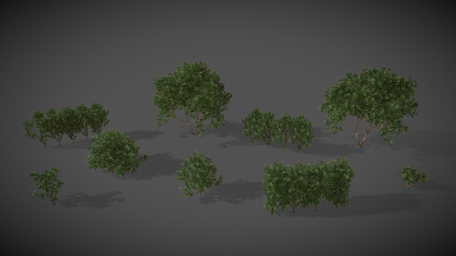 LS16 Prunus Laurocerasus (Cherry Laurel) - Buy Royalty Free 3D model by ...
