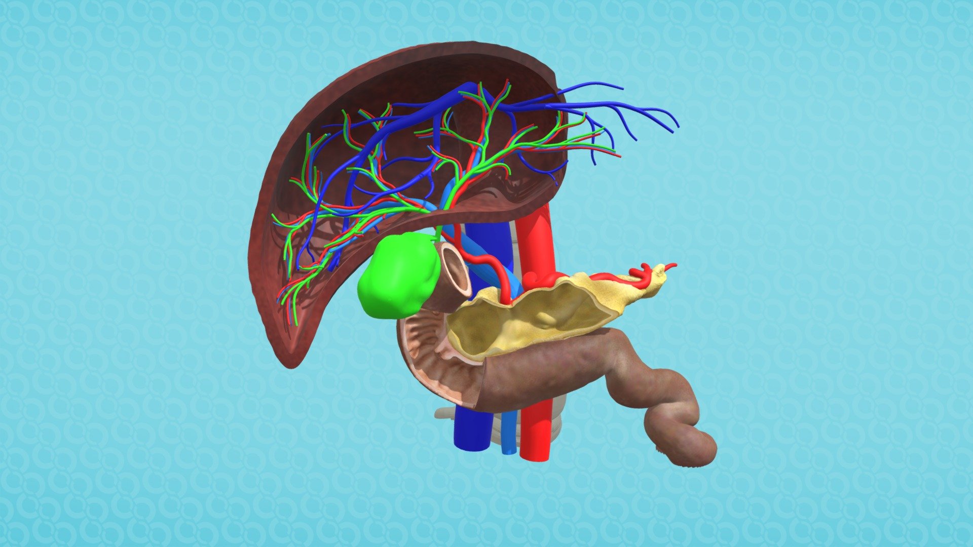 biliary tract3 - 3D model by CCHMCMediaLab [94c5fdd] - Sketchfab