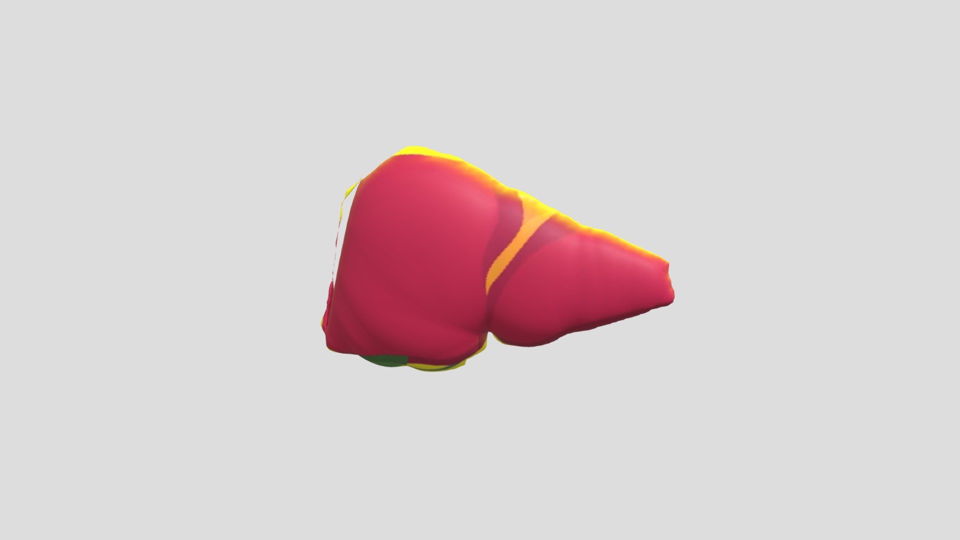 liver 3D - 3D model by lulukhariroh26 [94c6f62] - Sketchfab