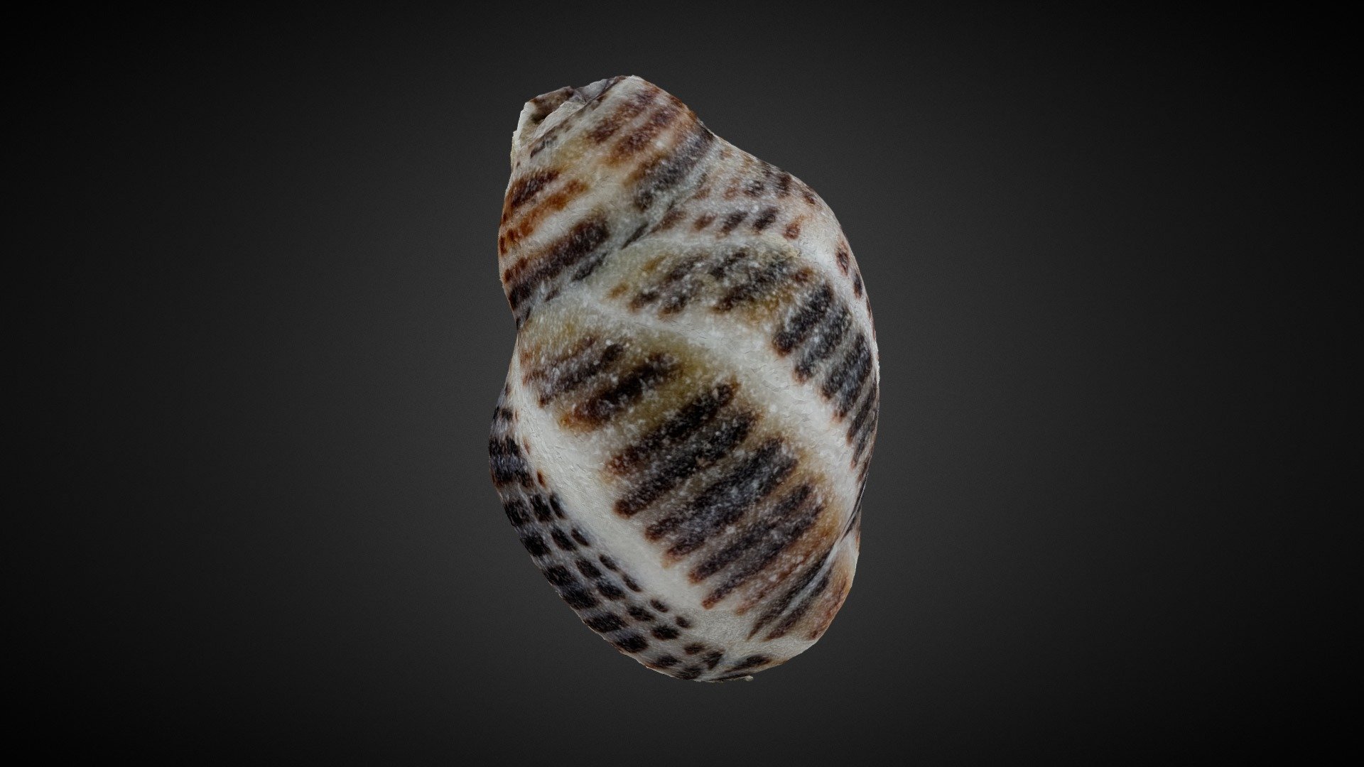 Shell - Download Free 3D model by Abby Crawford (@abby) [94d4fb1 ...