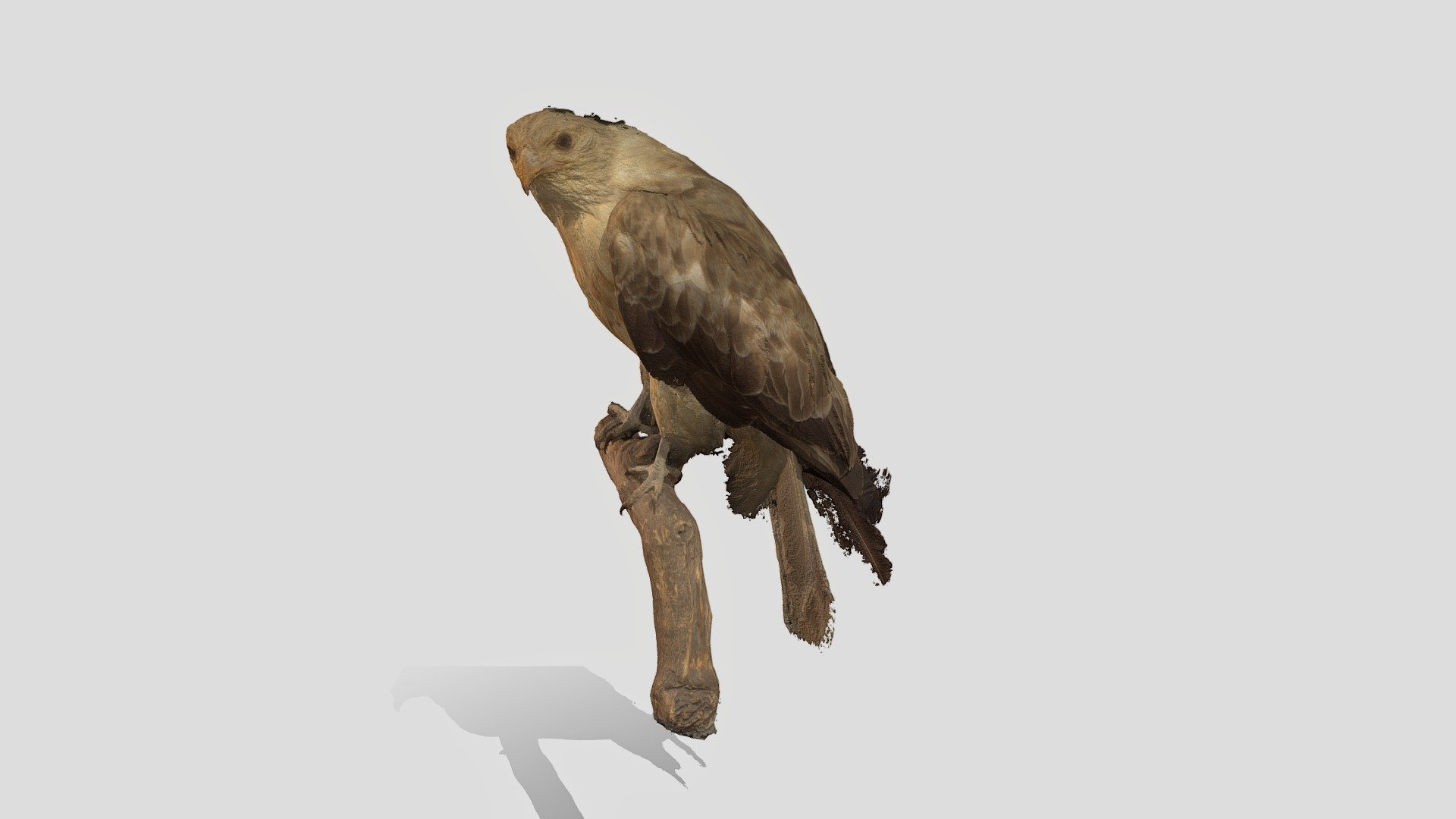 Hawk - 3D model by gregor66 [94e0ca0] - Sketchfab