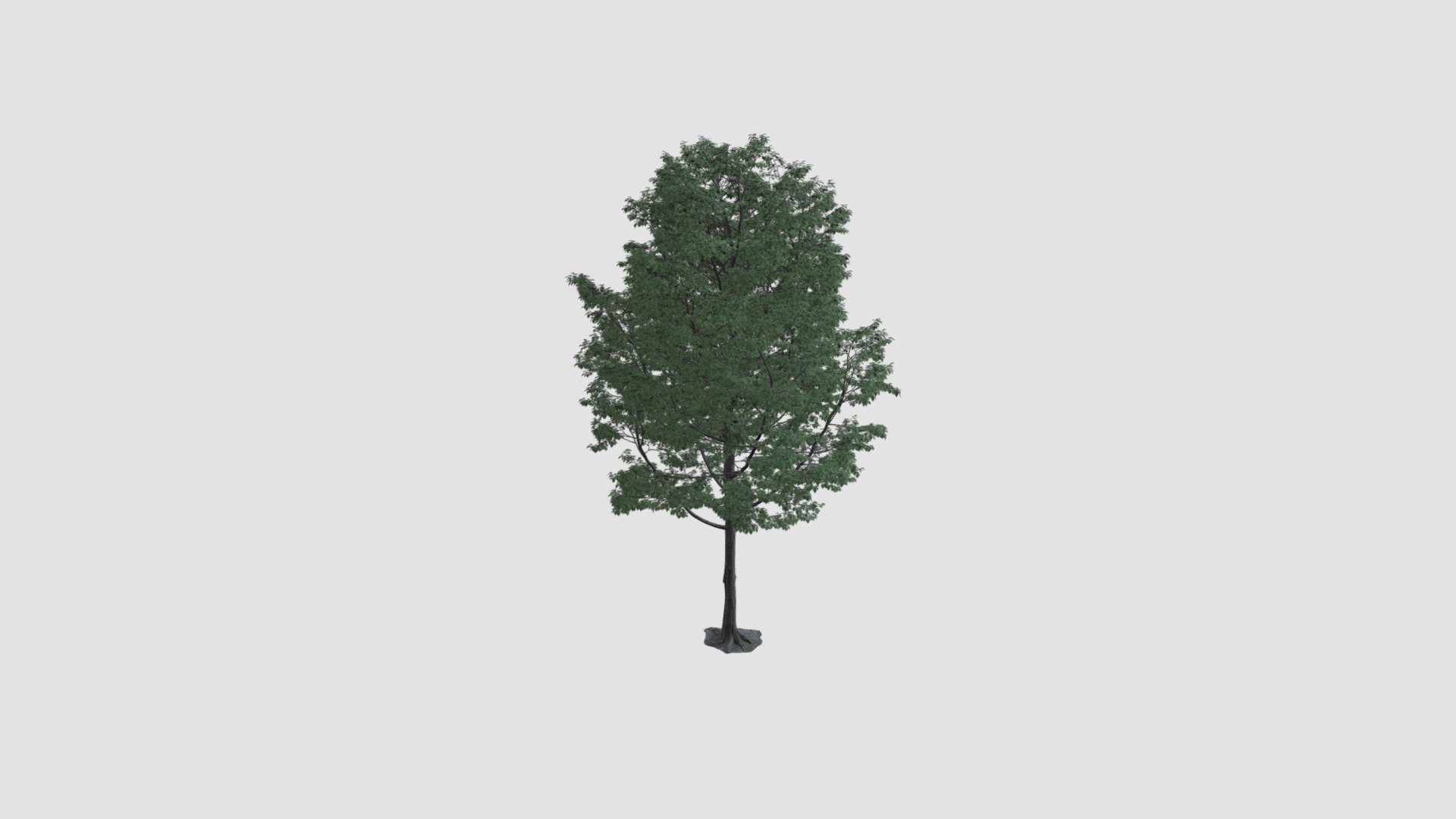 tree - Buy Royalty Free 3D model by Evermotion [94e4000] - Sketchfab Store