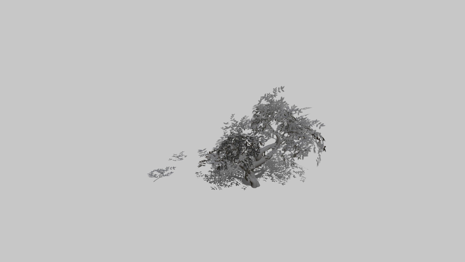 Flamboyan High Poly Mesh - 3D model by AcidCatz [94e4041] - Sketchfab