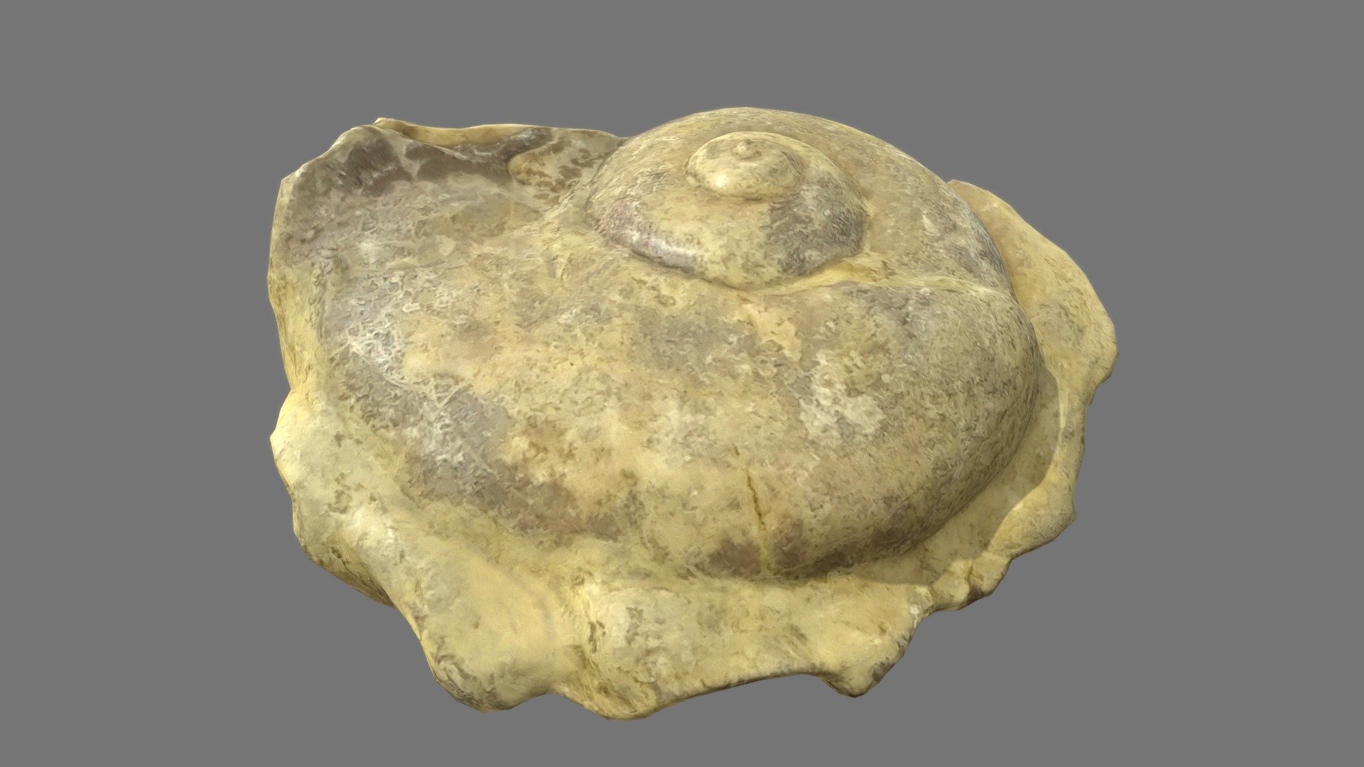 Fossil - Planorbis Gastrod Shell -3D Scan-4K PBR - 3D model by 3DRealm ...