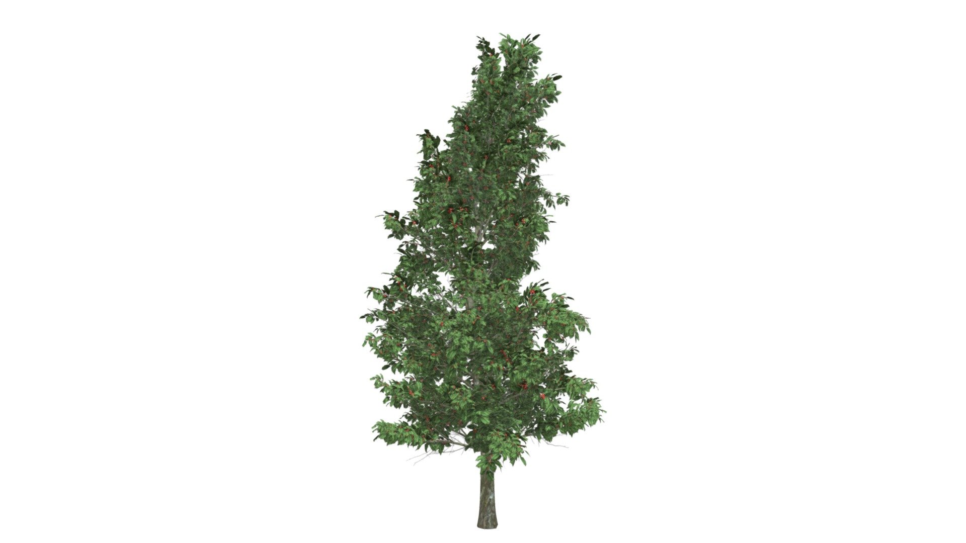 American Holly Tree #04 - Buy Royalty Free 3D model by meshshape ...