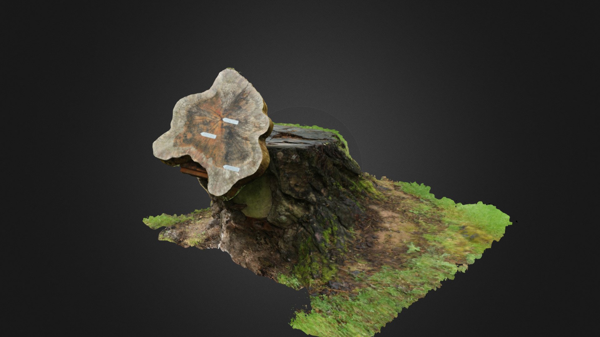 Tree stump, Reed Hall grounds - 3D model by Exeter Digital Humanities ...