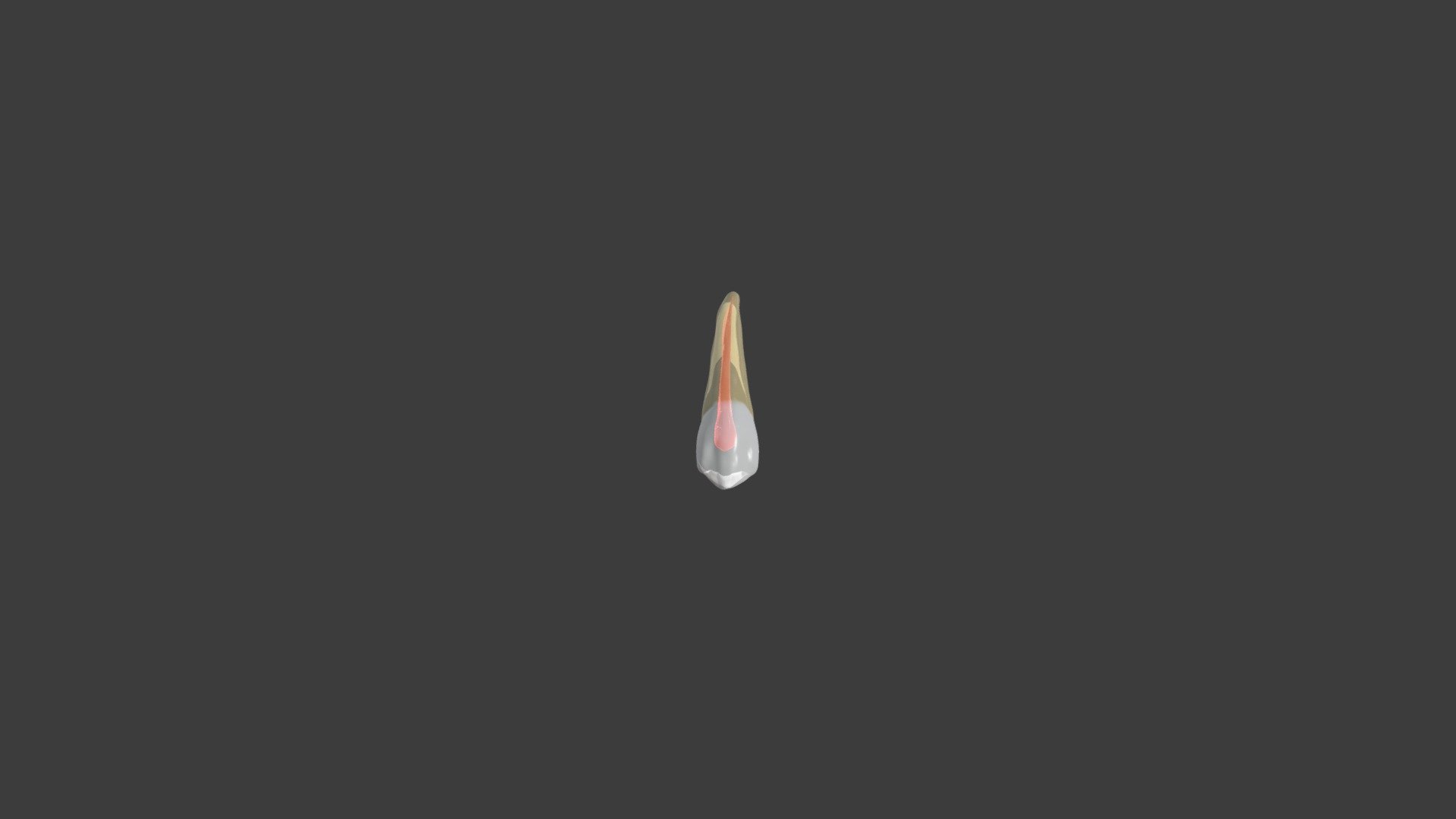 Maxillary First Premolar Endo - 3D model by Ahmed Mahrous ...