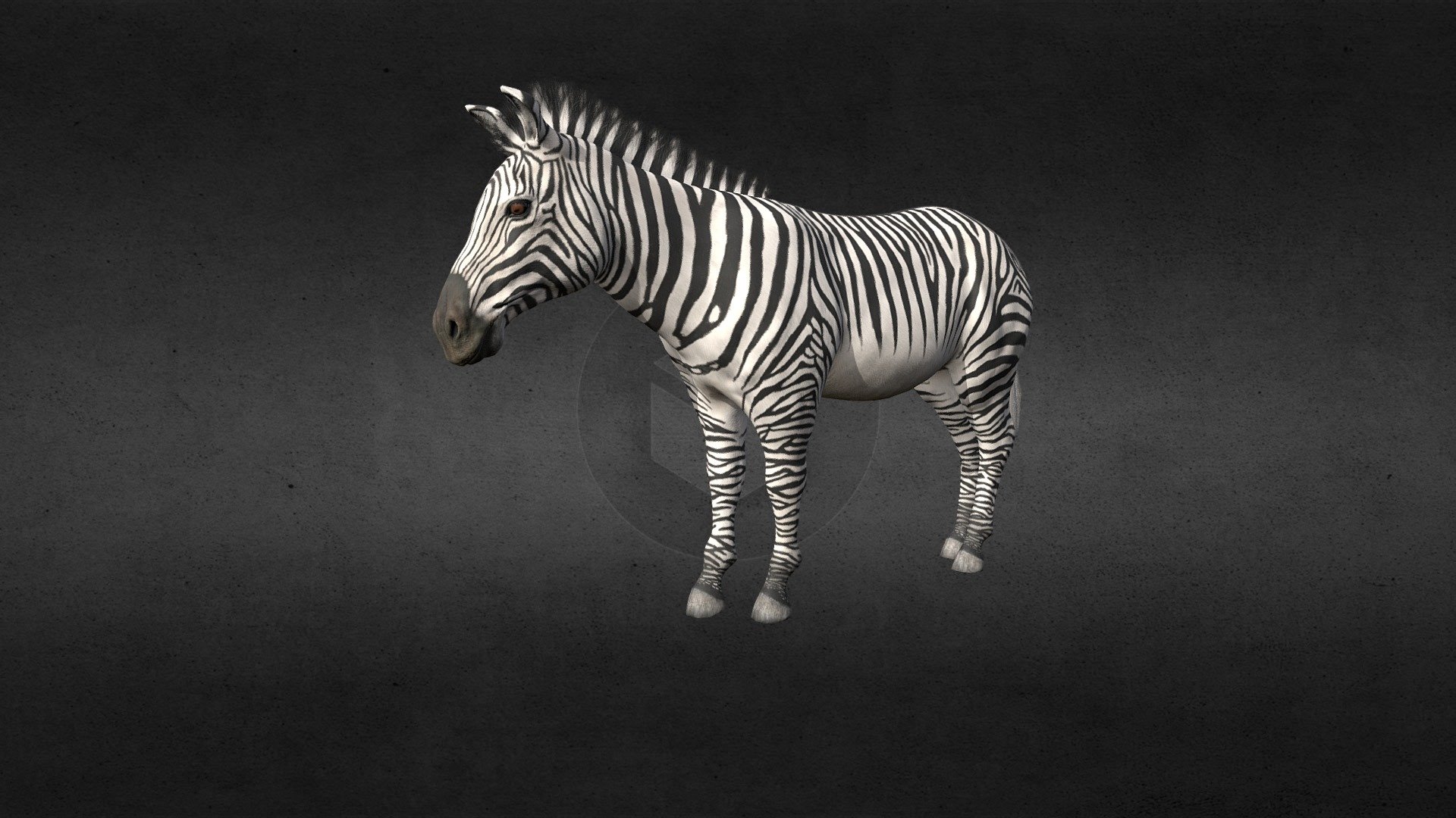 African Zebra - Buy Royalty Free 3D model by Rifat3D [94f4d0f ...