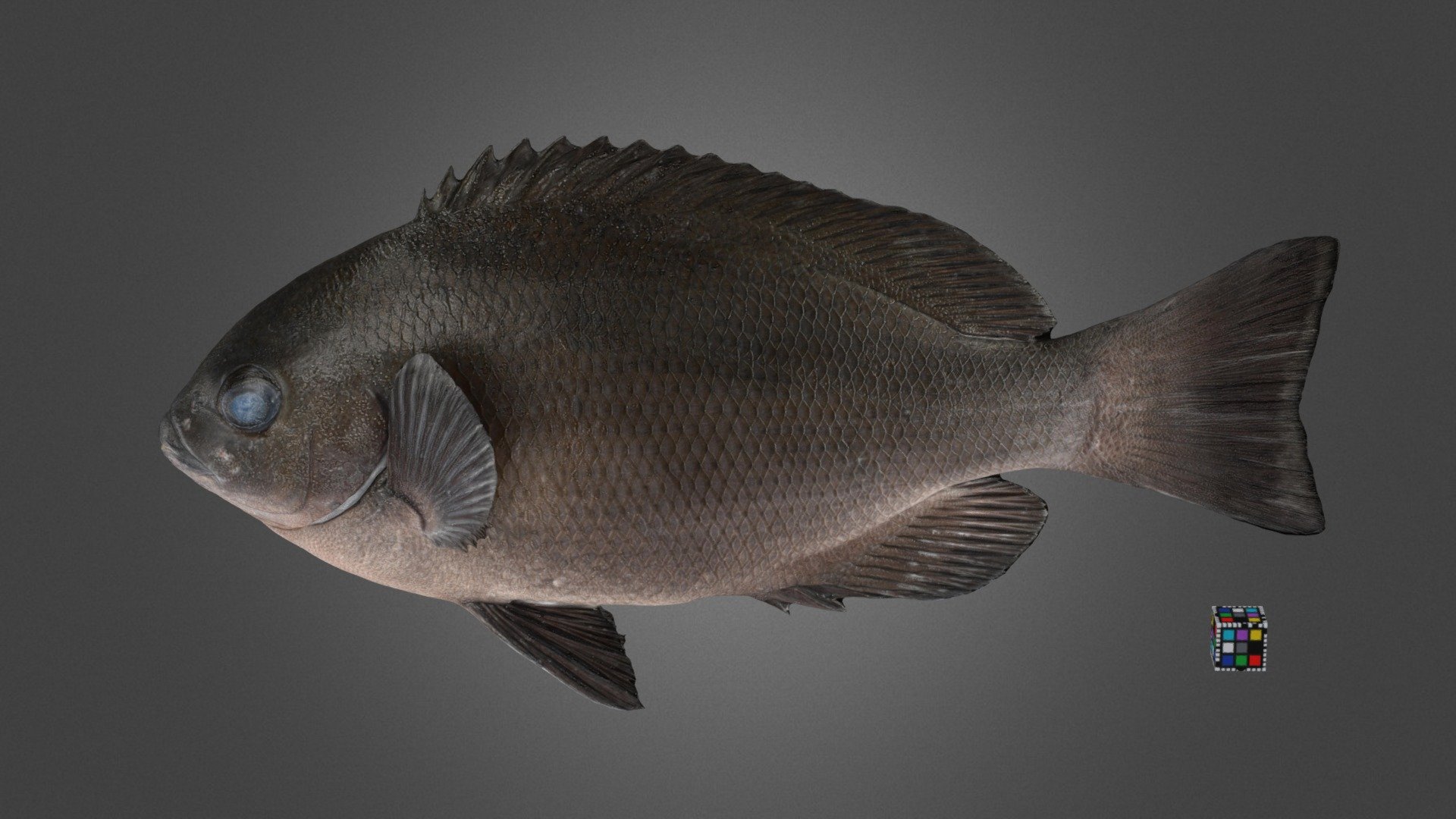 メジナ グレ Largescale Blackfish, Girella punctata - Download Free 3D model ...