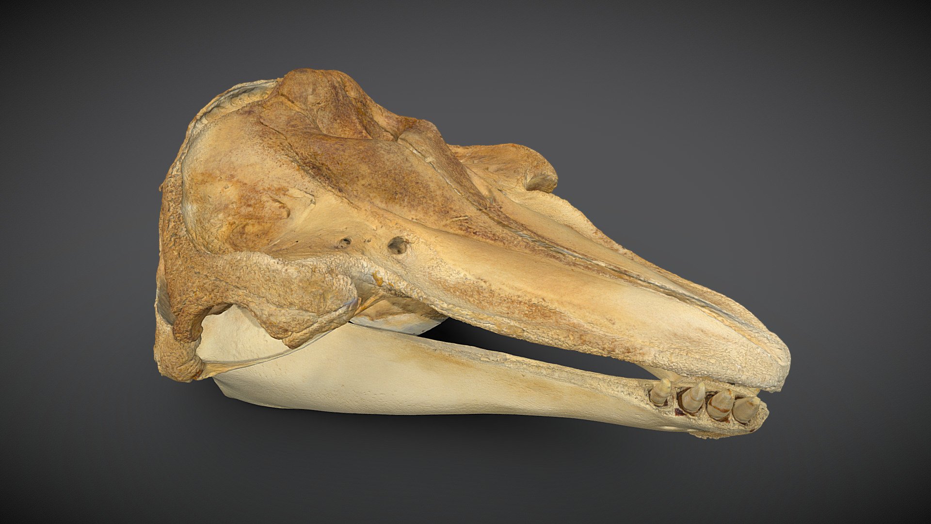 Crâne de dauphin de Risso - Download Free 3D model by Alienor.org, Conseil des musées (@alienor ...