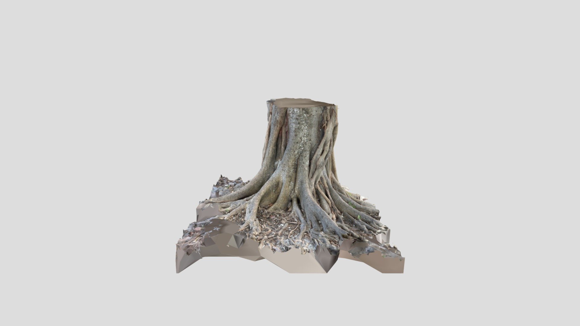 Tropical Tree Trunk - Download Free 3D model by nahenway [94fa86d ...