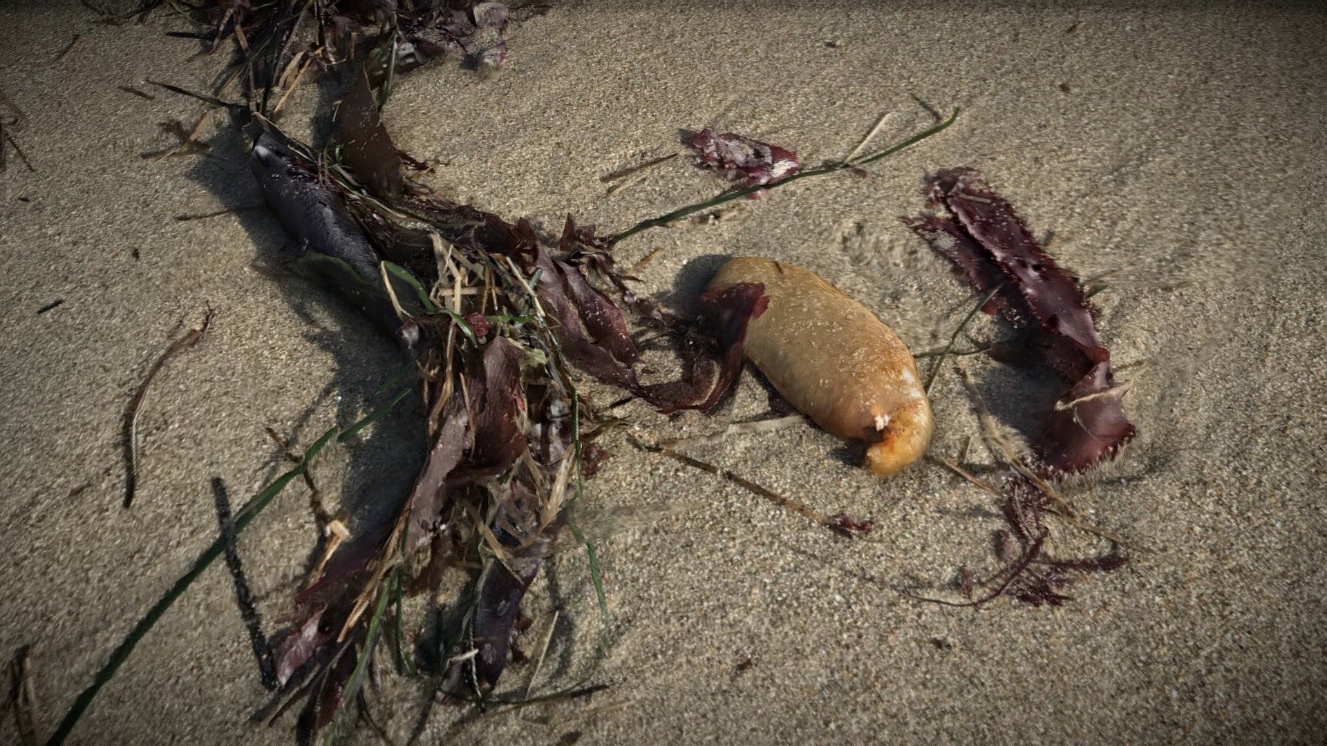 Sea Pork (Square Scan Challenge) - Download Free 3D model by Abby ...