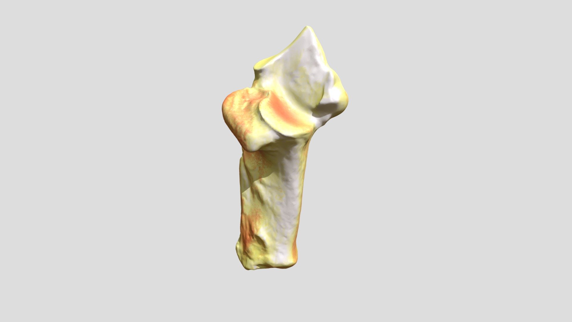 Ovis aries (sheep) - R calcaneus - 3D model by osteoarchaeology ...