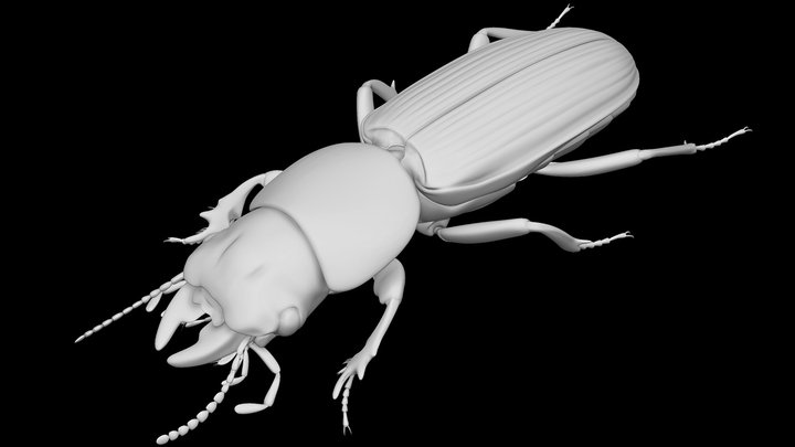 Beetle 3D models - Sketchfab